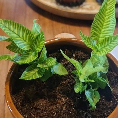 Golden Zebra Fern Starter Plant ALL STARTER PLANTS Require You to ...