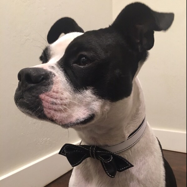 Peacock Blue Martini Bowtie Leather Dog Collar - Etsy