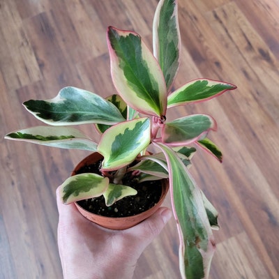 Peperomia Red Panda Clusiifolia Rubber Plant Easy Plants Beginner Plant ...