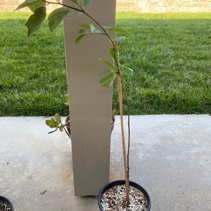 Wild Male Che Tree 1-2 Year Old Plant Cudrania Tricuspidata | Etsy