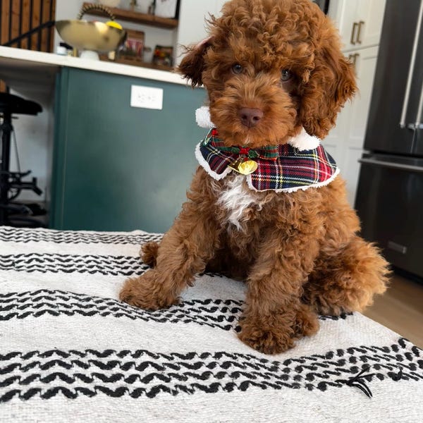 Plaid Dog Scarf With Faux Fur Collar, Christmas Pet Cape, Winter Cat ...