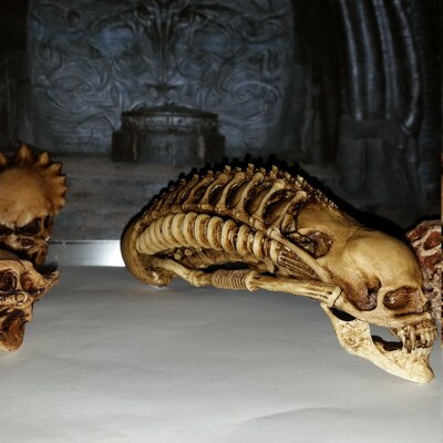 Xenomorph Alien Skull 1/6 Scale - Etsy