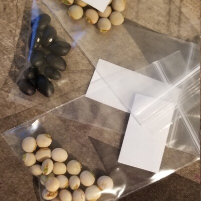 Egg Tree Seeds - Etsy