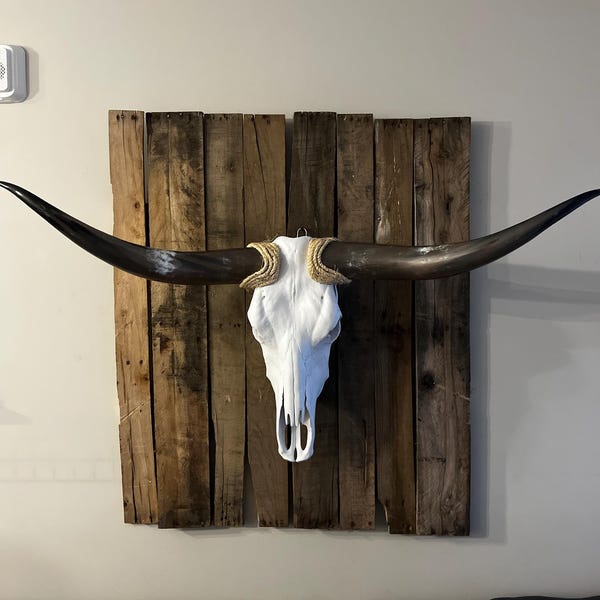 Cow Skull Wall Art 44-48" Wide. Real Steer Home Decor - Wedding Gift ...