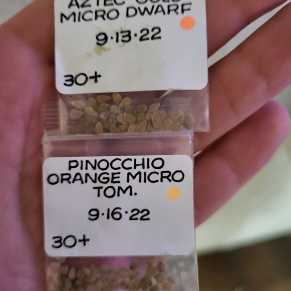 Aztec Gold Micro Dwarf Tomato 30+ Fresh Seeds for 2026 - Etsy