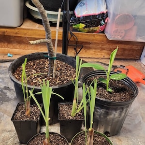 Thai Ginger Plant Alpinia Galanga Ginger Plants to Grow Live - Etsy