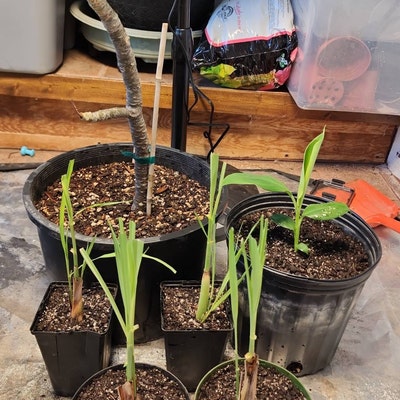 Thai Ginger Plant Alpinia Galanga Ginger Plants to Grow Live - Etsy