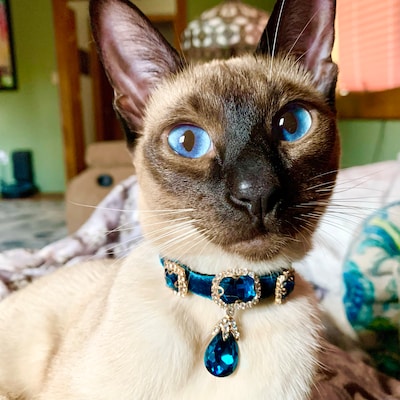 Dusty Blue Flower Dog Collarwedding Dog Collardog Birthday - Etsy