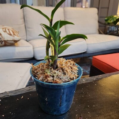 Rby. Copper Queen 'H&R' Near Blooming Size Brassavola - Etsy