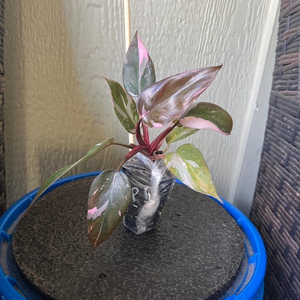 Athens Blue Princess Glory Bush Planttibouchina Urvilleanasmall Starter ...