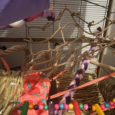 2 in 1 Perch Natural Wood Perch and Swinging Pine Dowel Perch With ...