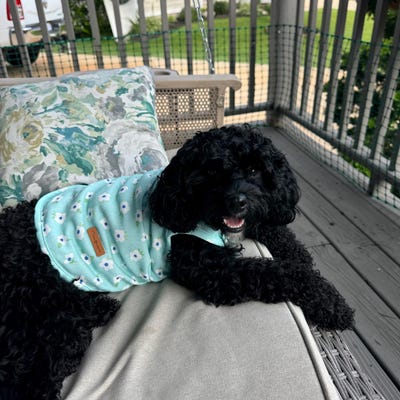 Knitted Muffler, S,L, Dog Cape, Pet Neckwear, Dog Neck Warmer, Pet ...