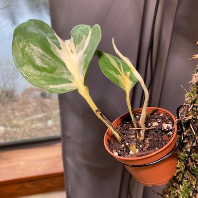 Mutant Manjula Pothos New Variety Tropical Houseplant - Etsy