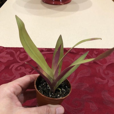 Rhoeo 'sitara's Gold' tradescantia Spathacea - Etsy