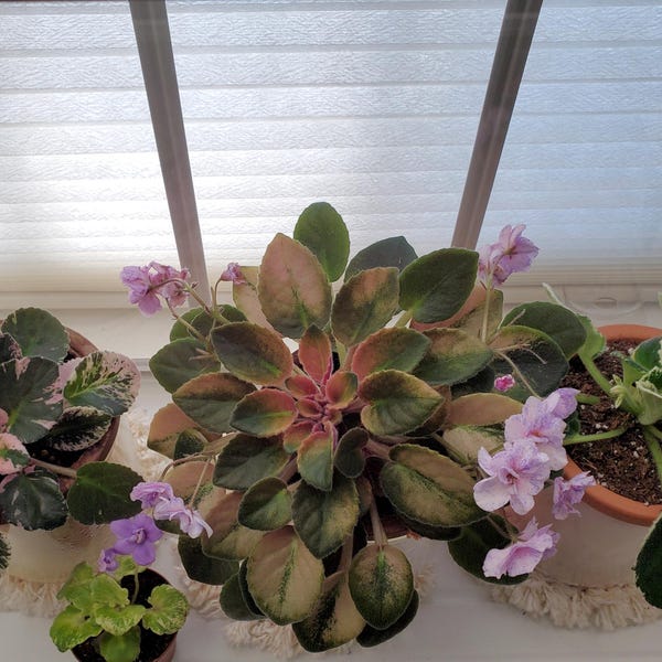 4" African Violet “cabbage Patch” - Etsy