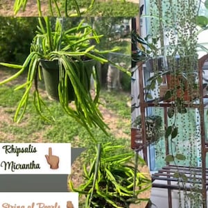 Rhipsalis Micrantha Exotic Epiphytic Jungle Cactus 6 Inch Pot Full - Etsy