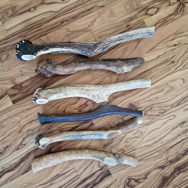 1 Kg / Sizes From 10-50 Cm / 2-20 Pieces / Natural Red Deer Antlers ...