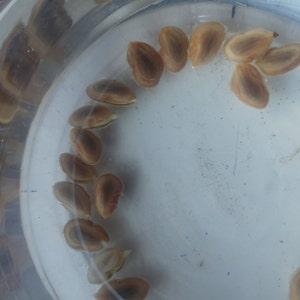 Magic Roundabout Sunflower Plant helianthus Annuus Seeds - Etsy