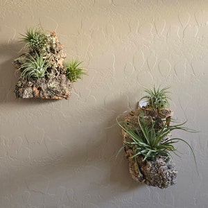 Floating Forest Trio Moss Wall Art, Wall Decor, 3 Cork Bark W ...