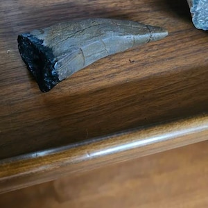 Velociraptor in Matrix - Fossil - Etsy