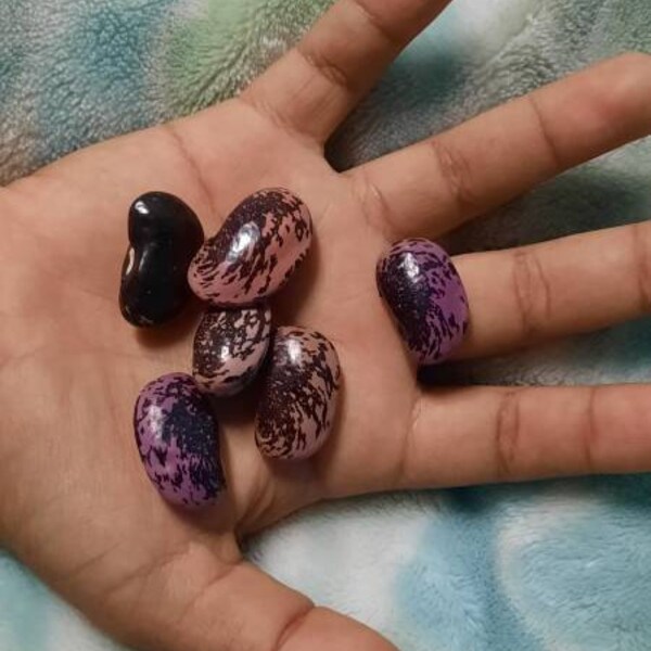 Rare Giant Indian Corn Seeds X50 Easy to Grow Colorful Massive Ears - Etsy