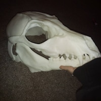 Boar fursuit head-base with movable jaw and eye lids High Quality ABS ...