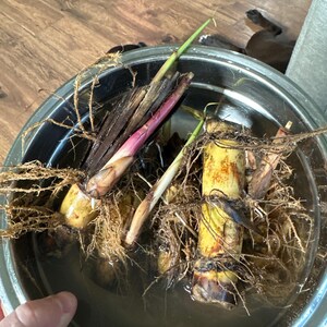 5 Fresh Cutting Vines No Root Puerto Rico Sweet Potatoes Strong to Grow ...