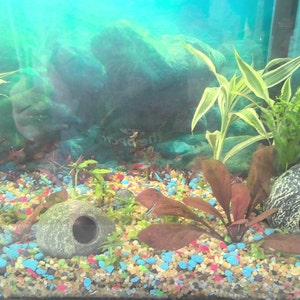 Samolus Parviflorus Red Rare Live Aquarium Plants - Etsy