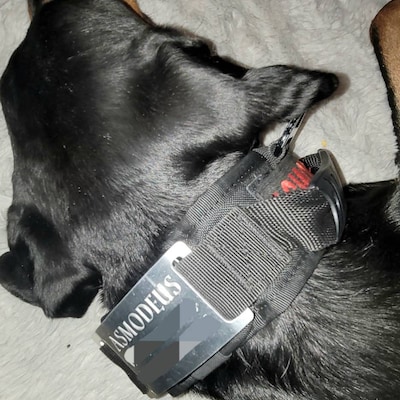 DIY Half Check Chain Martingale Tutorial Instructions - Etsy