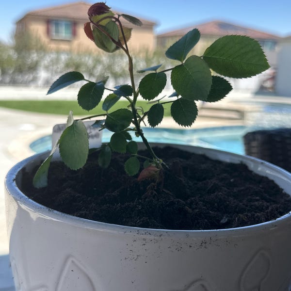 Meredith Hybrid Tea Rose Large Pink Rose - Ship in 5 Inch Pot - Etsy