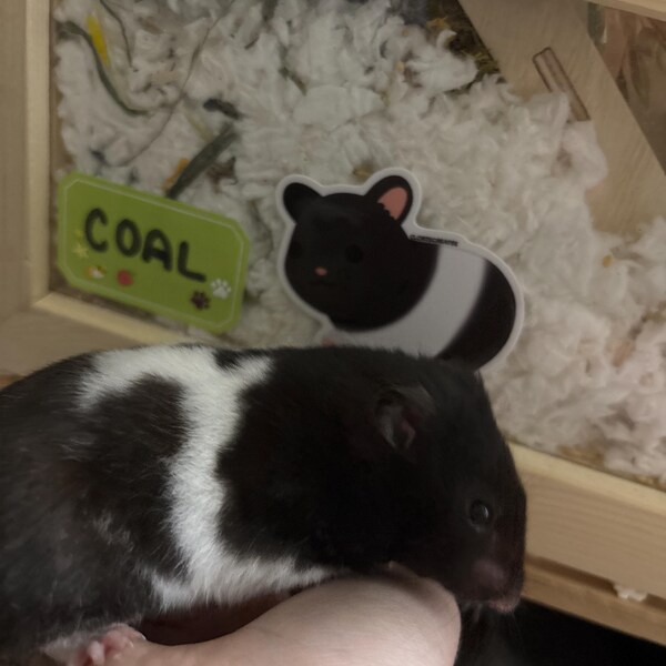 Ringnecked Dove Acrylic Bird Breed Keychain | Cartoon Kawaii Art Double ...