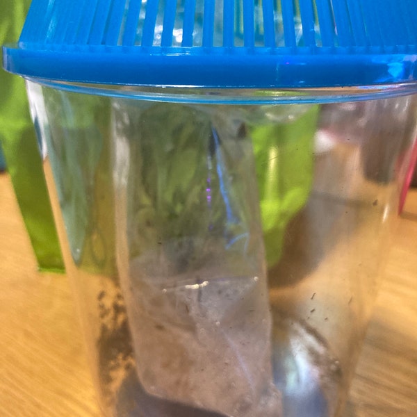 Live Venus Flytrap Plant Kit in 4.5 Terrarium Carnivorous Plant Food ...