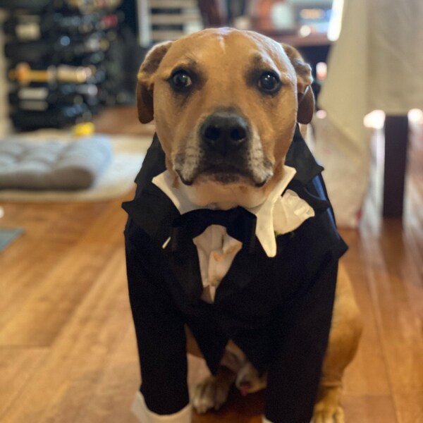 Dog Tuxedos All Sizes Made to Measure and Fully Lined - Etsy