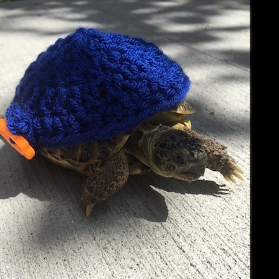 Tortoise Sweaters, Pet Costume, Turtle Sweater, Cute Animals, Tortoise ...
