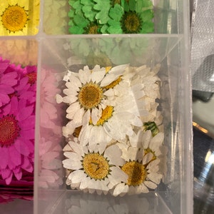 12 Pieces Pink Daisies Pressed Flowers for Resin Natural White - Etsy