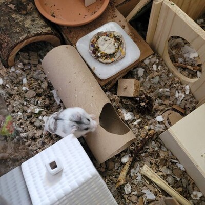 Gourmet Animal Protein Mix for Hamsters, Gerbils, Mice, & Rats ...