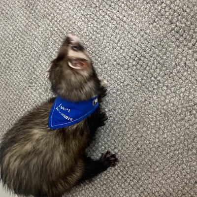 Sea Breeze Ferret Bandana Ferret Scarf Ferret Accessories Clothes for ...