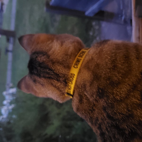 Crime Scene Halloween Breakaway Cat Collar - Etsy