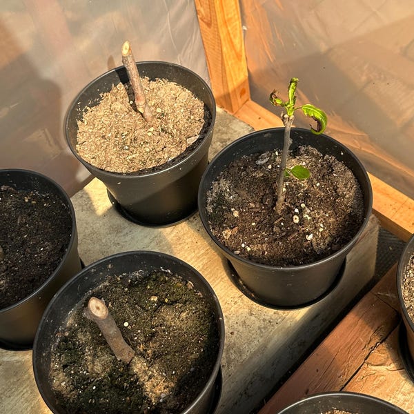 CALAMANSI TREE CUTTINGS [rooting/grafting] - Etsy