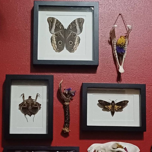 Real Framed Ghost Cicada Ayutha Spectabilis Shadow Box Frame Insect ...