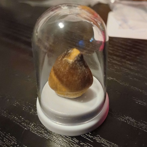 Burmese Amber Fossil With Spider Insect, Burmite Amber Inclusion - Etsy