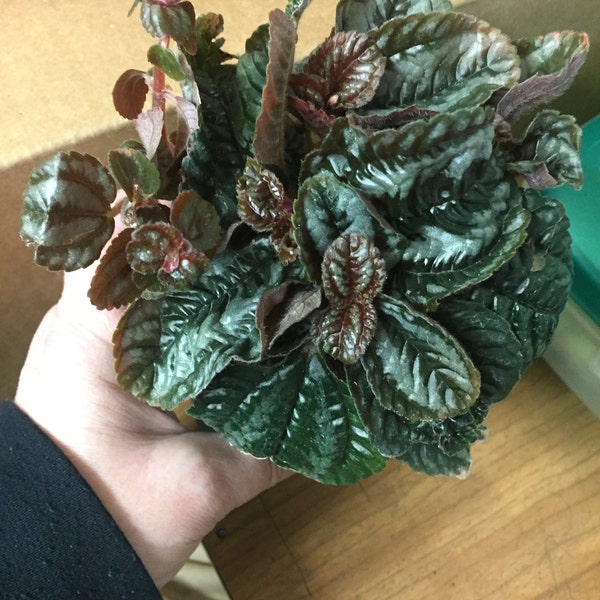 Pan-american Friendship Plant, Also Called Love Plant (pilea ‘norfolk ...