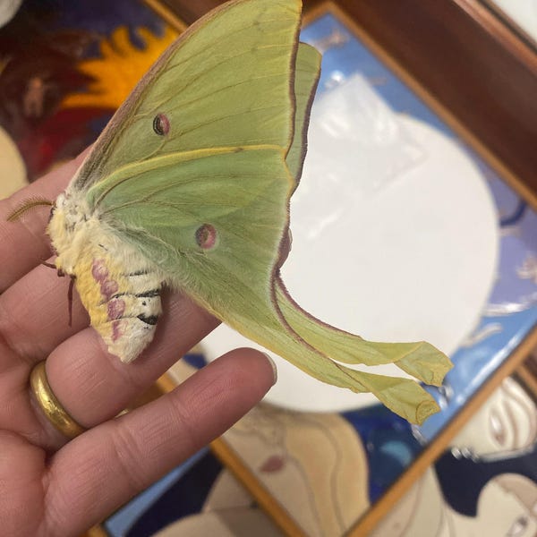 3 PRACTICE Grade Specimens of LUNA Moth Actias Luna - Etsy