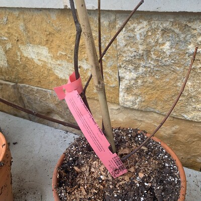 Evergreen Huckleberry scarlet Ovation - Etsy