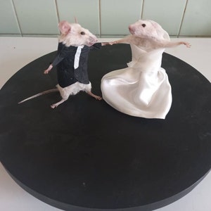 Taxidermy Rat Clown Mouse horror Taxidermy - Etsy