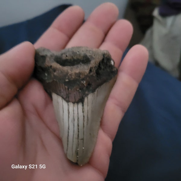 5 Ice Age Turtle Shell Fossils From Florida - Etsy