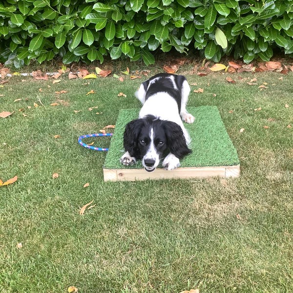 Dog Training Pivot Box and Place Board 2 Piece Bundle for Dog Agility ...