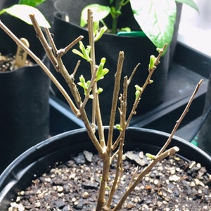 Maqui Seeds 15 Organic Wild Harvested Maqui / Chilean Wineberry ...