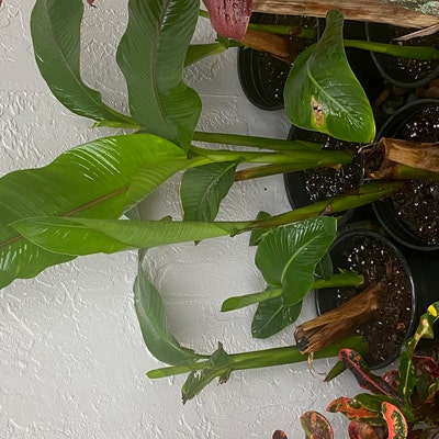 Musa Coccinea Scarlet Banana Live Rhizome Tropical Plant - Etsy