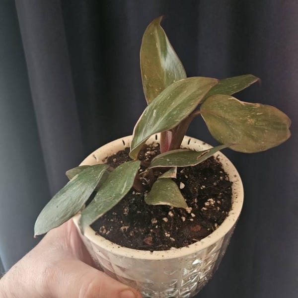 Blushing Lilac Cuttings 'krasavitsa Moskvy' Live Plant Cutting No Roots ...
